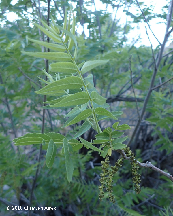 a wilderness journal: Carlsbad Caverns backcountry