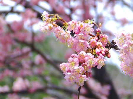 Romantic Flowers: Sakura Flower