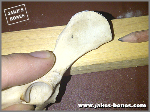 How to re-articulate a fox skeleton: part one : Jake's Bones