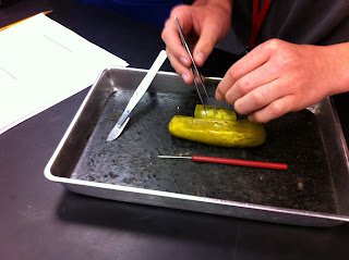 Love,marriage, & all things Republican?: I gotta pickle, I gotta pickle ...