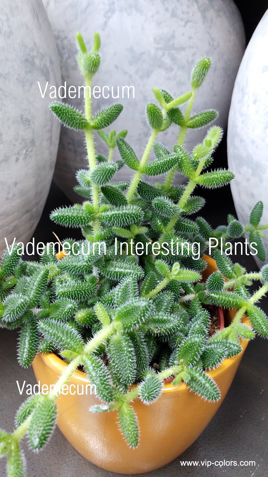 Vademecum Interesting Plants: Delosperma echinatum - Delosperma ...