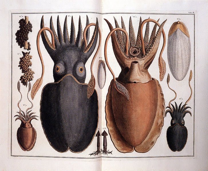 Das Wundernetz: Albertus Seba