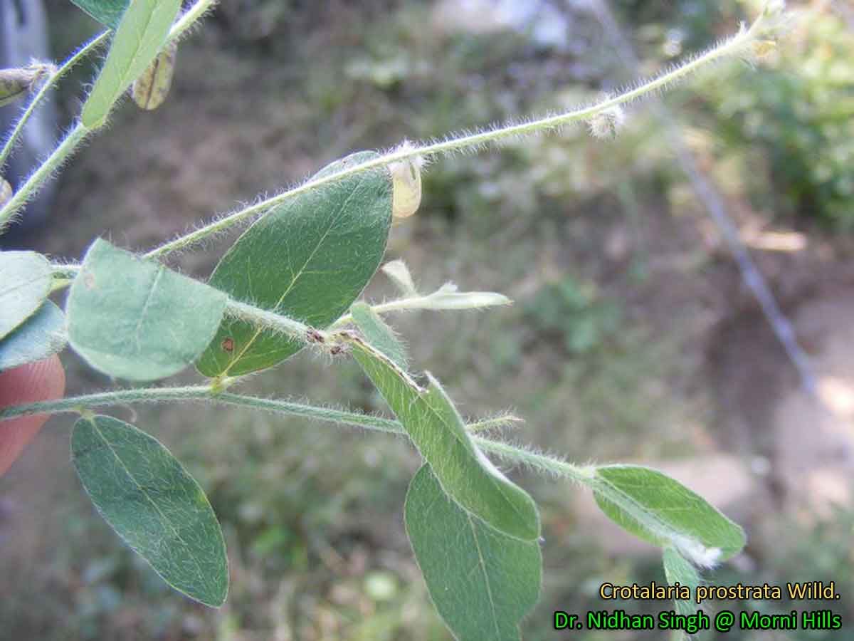 Medicinal Plants: Crotalaria prostrata, balli gejje gida, bandar lathi