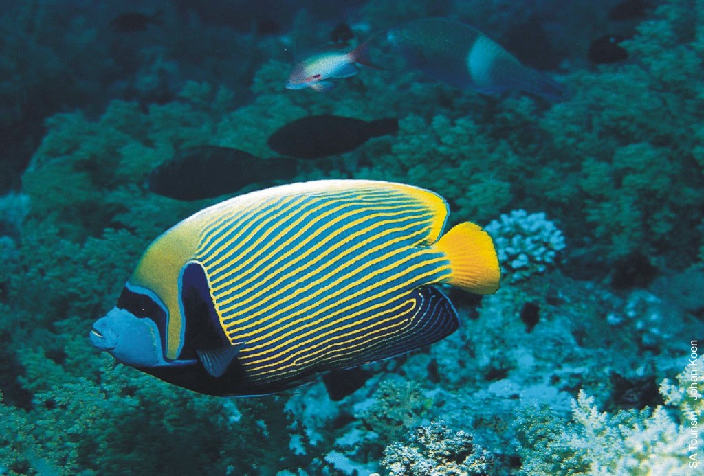 Prasekolah Nur Ajwa: Tema Haiwan : Haiwan Di Dalam Air.