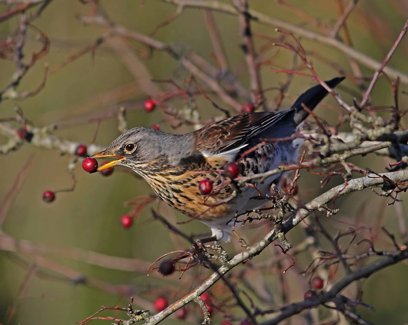 Leigh Ornithological Society: Winter Thrushes