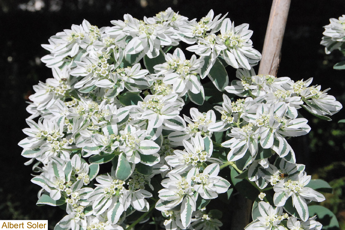 Fotos de flores: Velo de Novia o Nieve en la Montaña