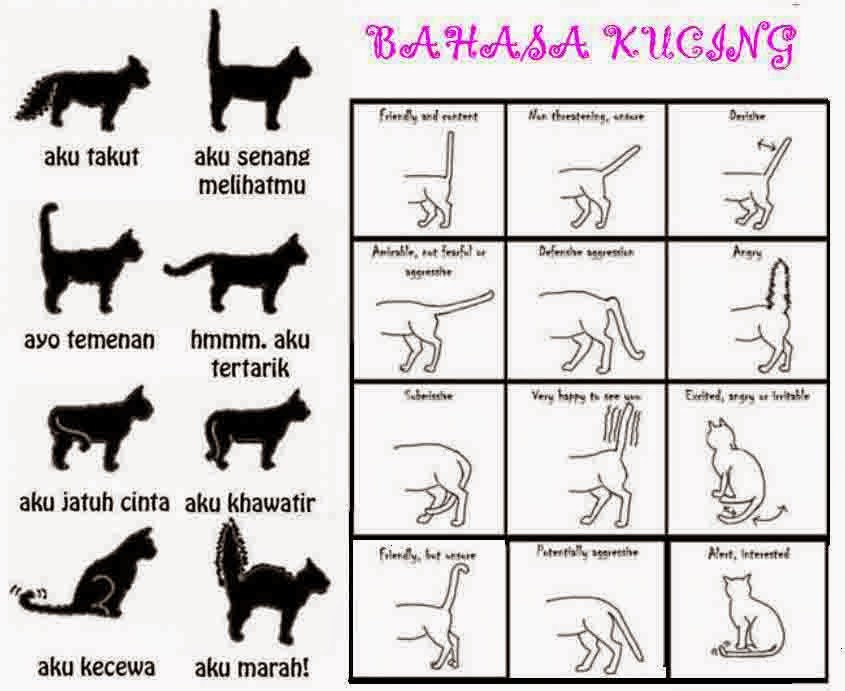 ekekeke: Cara Pahami Bahasa Kucing