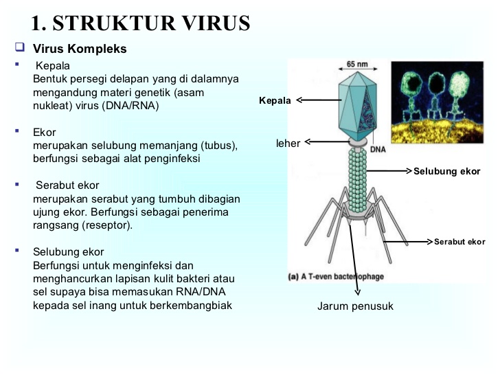 Ciri, Struktur, Bentuk, dan Ukuran Virus