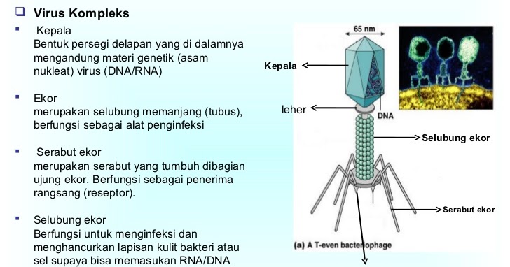 Ciri, Struktur, Bentuk, dan Ukuran Virus