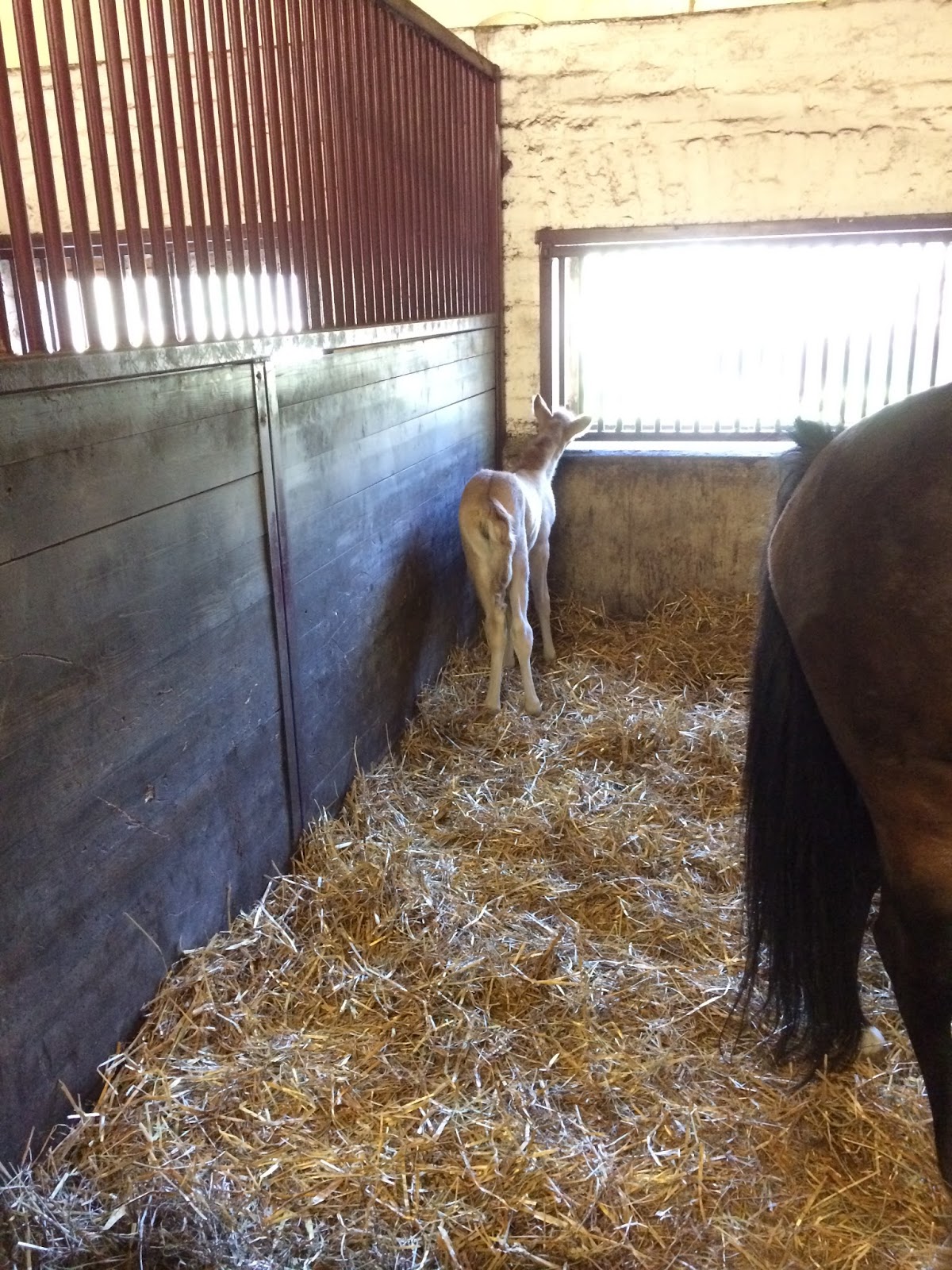 Koukussa viiteen askellajiin: toukokuuta 2017