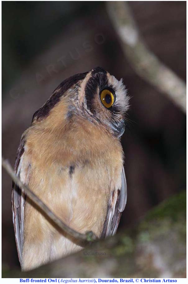 Christian Artuso: Birds, Wildlife: Brazilian Nightlife: Owls of ...
