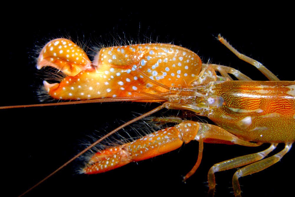 La gamba pistolera, su increíble munición de burbujas por colapso y el ...