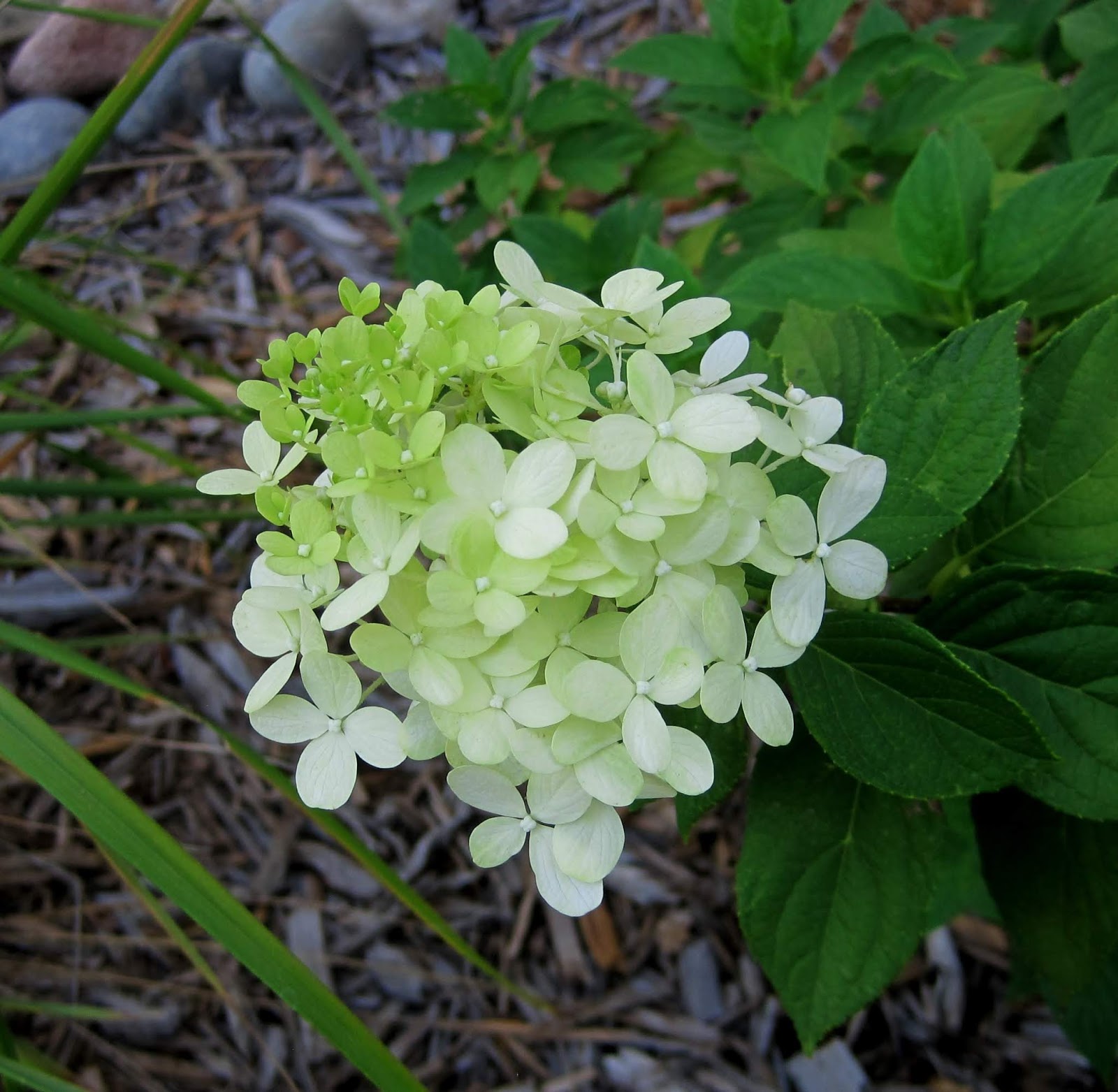 On Crooked Creektt: Drying Hydrangea.