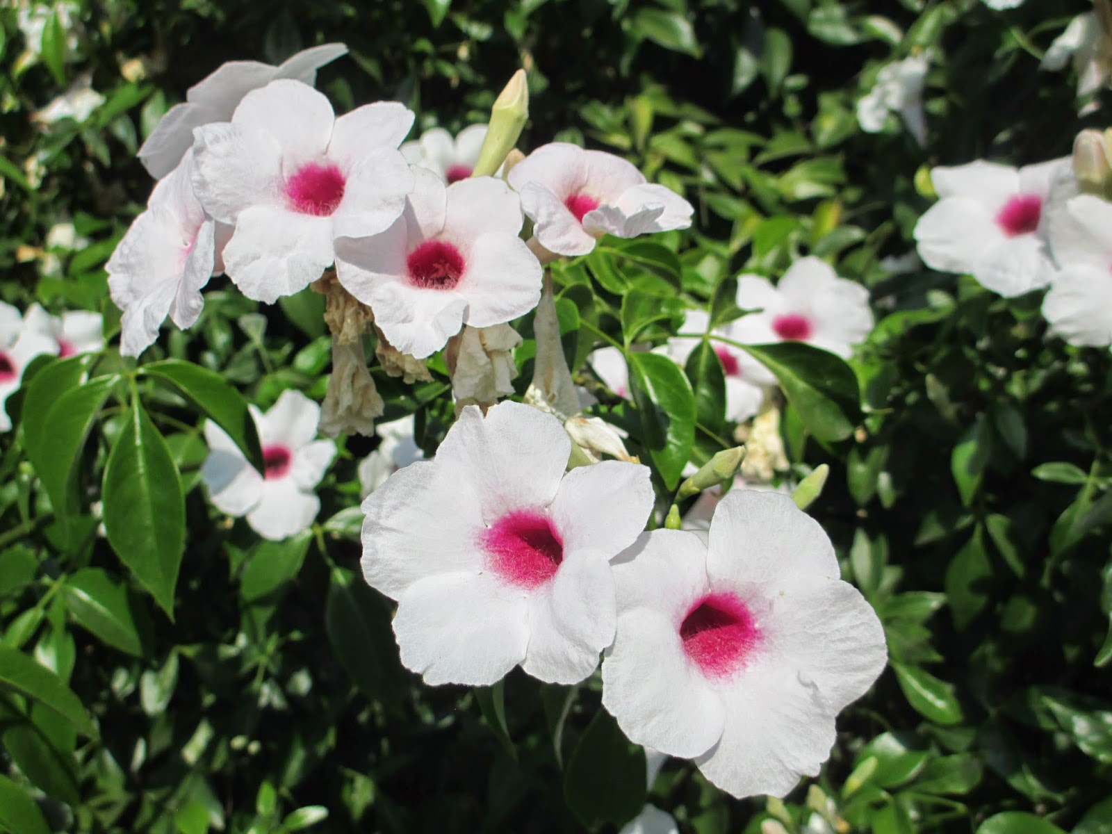 Andie's Way: Beautify an Ugly Fence with Bower Vine