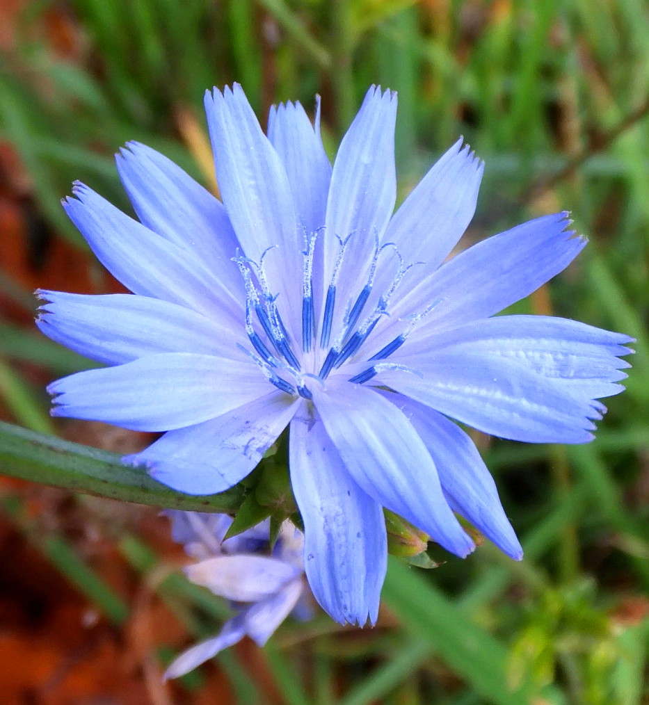 Plants Amaze Me: Michigan in October = wildflowers?