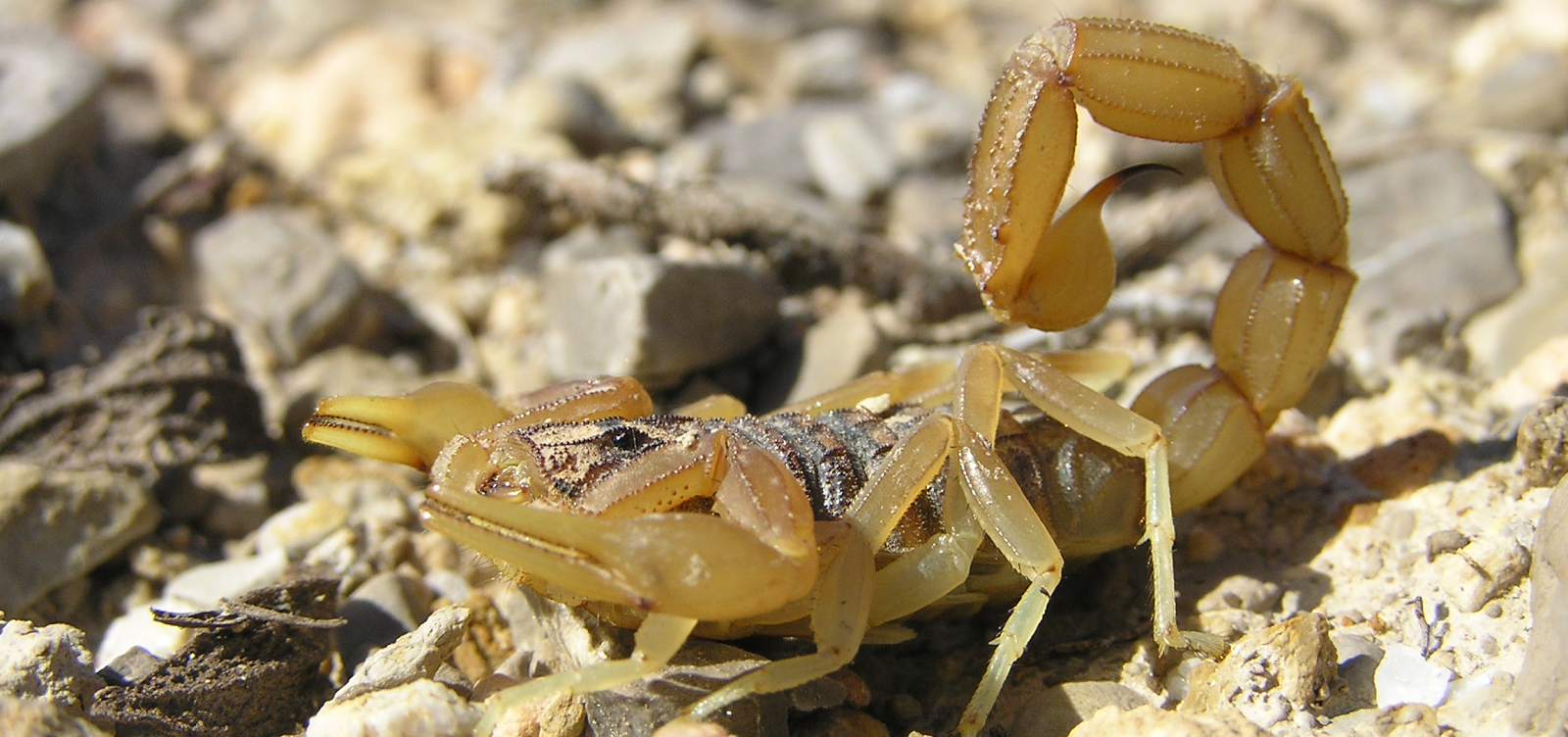 Alma biológica: El alacrán