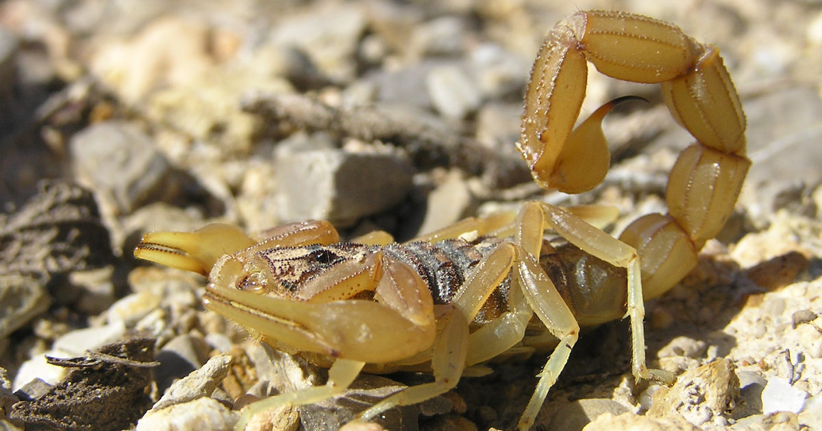 Alma biológica: El alacrán