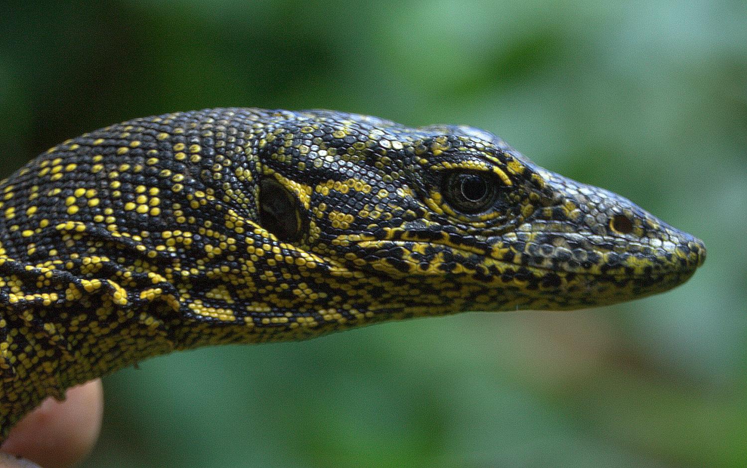 Species New to Science: [Herpetology • 2017] Reinstatement of Varanus ...