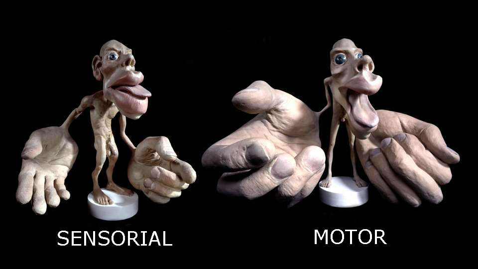 CORPUS MÉDICUS: HOMÚNCULO CEREBRAL