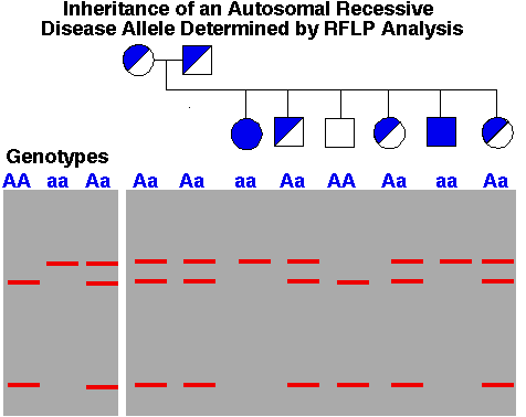 RFLP - Restriction Fragment Length Polymophism - Khám phá sinh học
