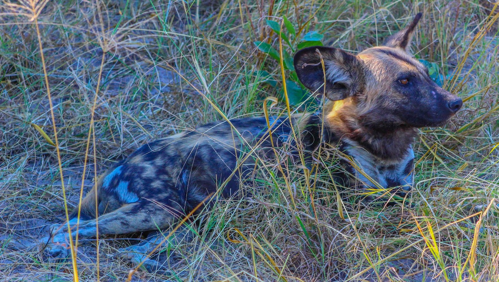 Cannundrums: Cape Wild Dog