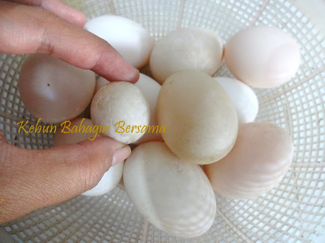 Kebun Bahagia Bersama: The First Ayam Botak Supper