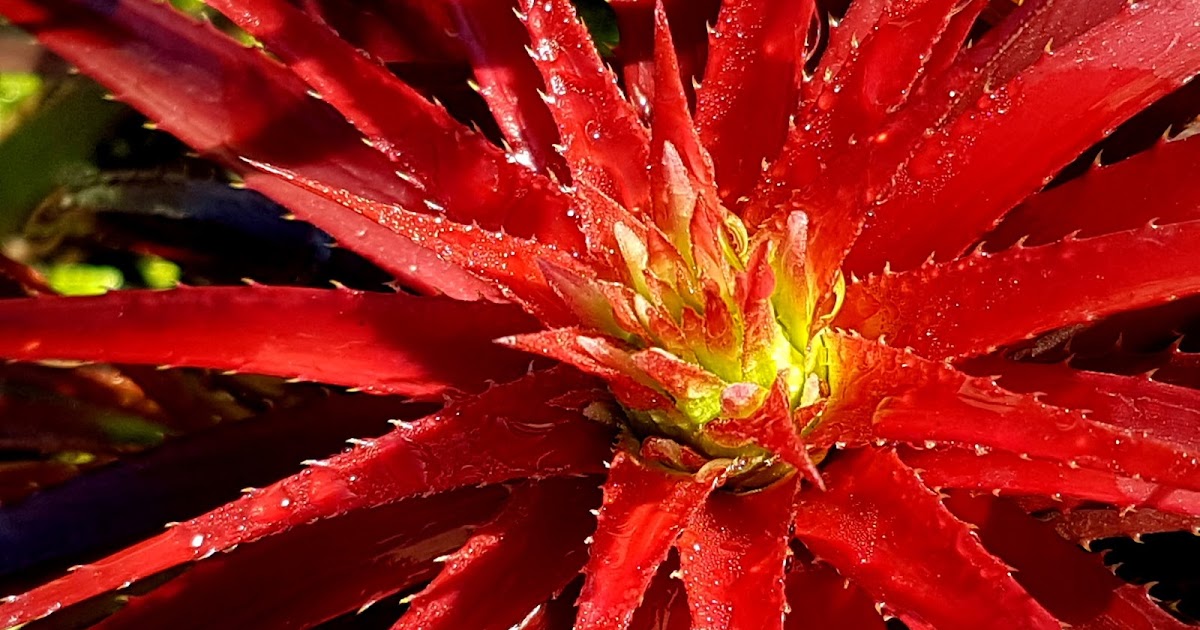 Dyckia Brazil: Sincoraea once Orthophytum navioides early in the morning