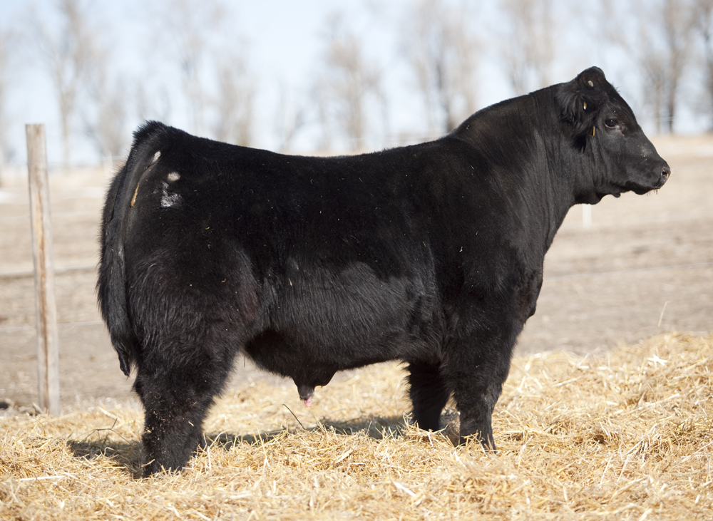RCC Blog: LOOK AT THE FIRST CLASS BULL SALE PAGE