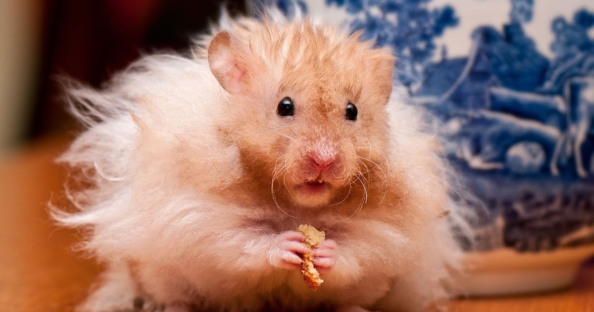 Kolbgil: The Effects of Alcohol on Hamsters