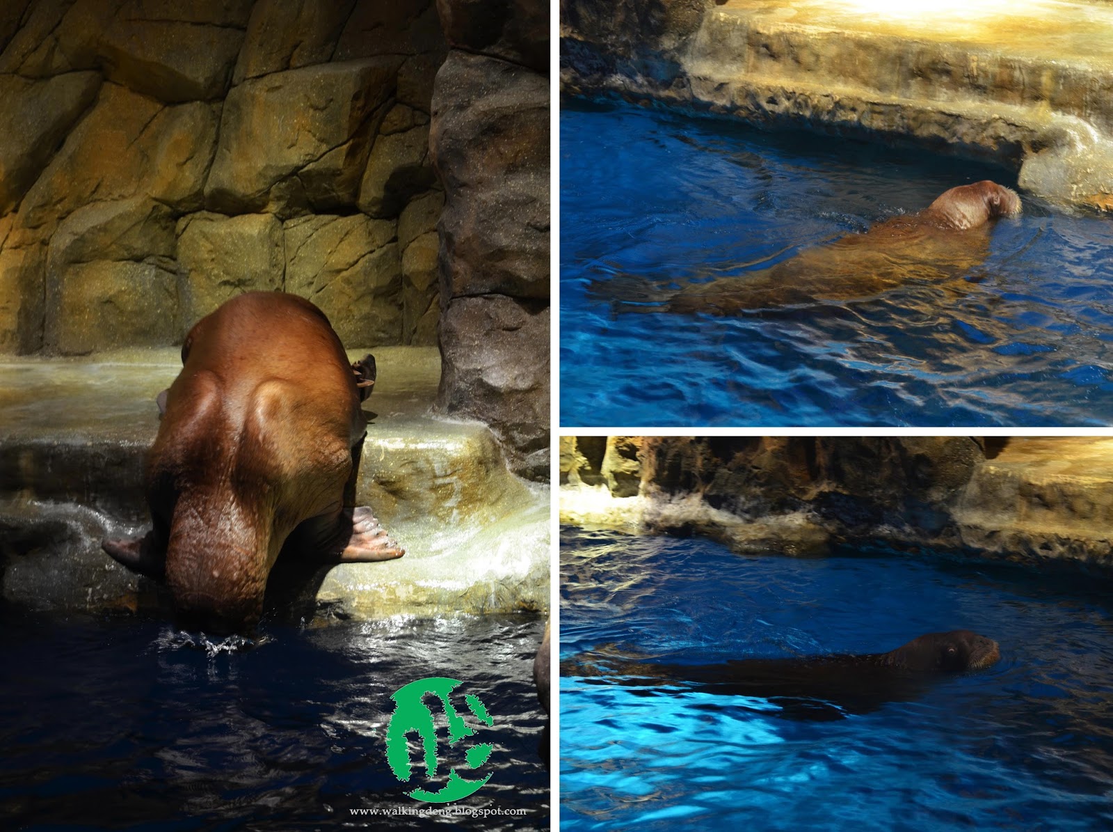 TheWalkingDeng: Day 4: Of Pandas and Sea Creatures - Ocean Park Hong ...