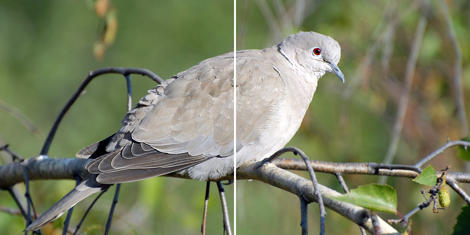 B u d a p e s t M a d a r a i é s F á i: Balkáni gerle