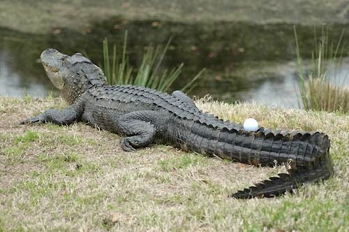 Gators, Snakes and Bugs, Oh My
