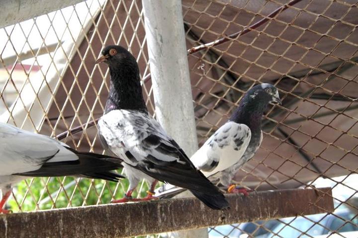 Beautiful High Flying Pigeons Pairs ~ Pigeons Photos | Pigeons Care ...