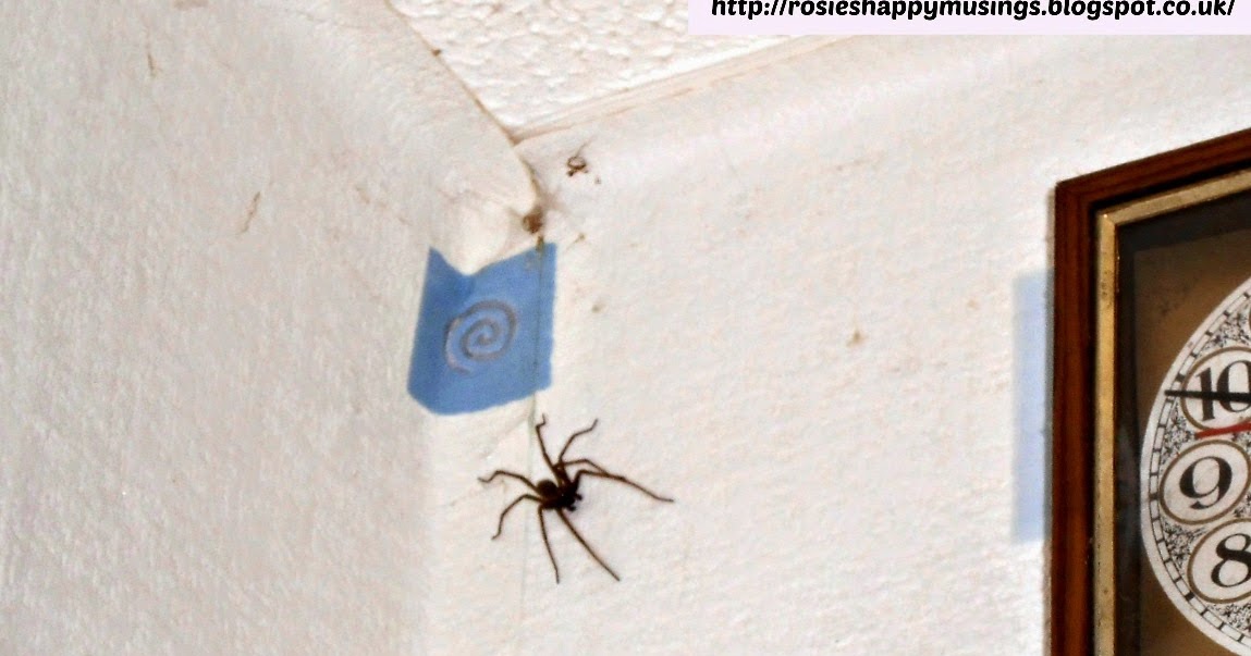 Rosie's Cottage: Rosie & The Very Large Spider!