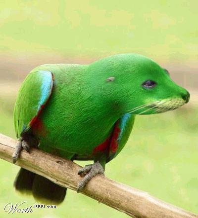 TeleJuniors: FUSION ANIMAL