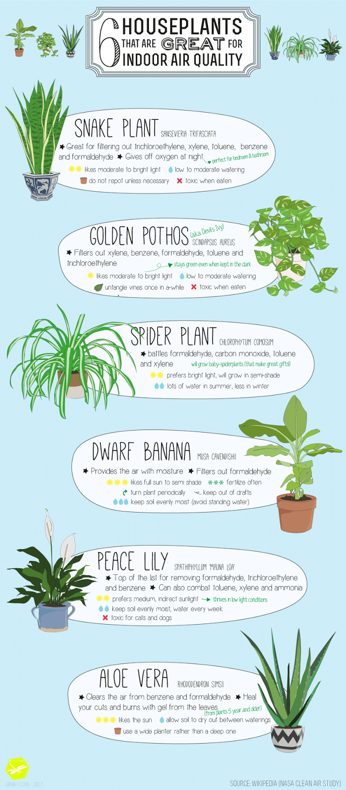 house of thol: 6 Houseplants that are great for indoor air quality