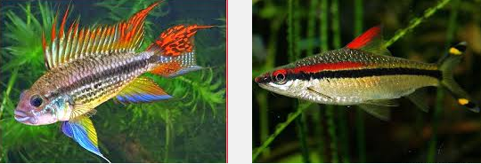 Mengenal Ikan Rainbow Boesemani yang Menggemparkan Dunia Ikan Hias