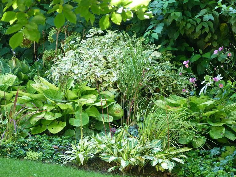 On verra au jardin...: Plantes d'ombre...