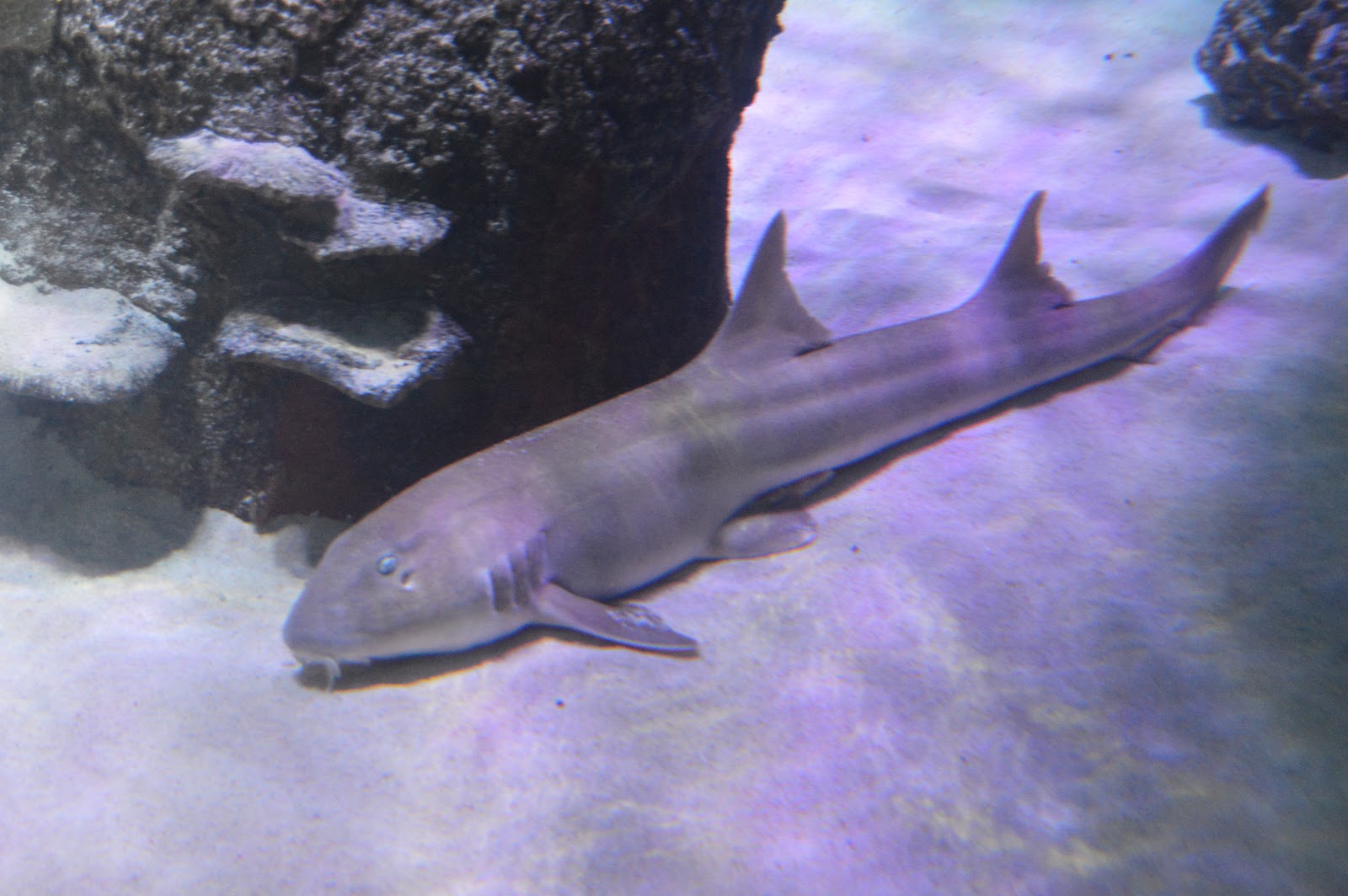 Playdays and Runways: Closed Giveaway | Jawsome Sharks at Sea Life