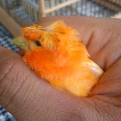 Kenari stafford lokal, kenari merah jambul - Trend burung