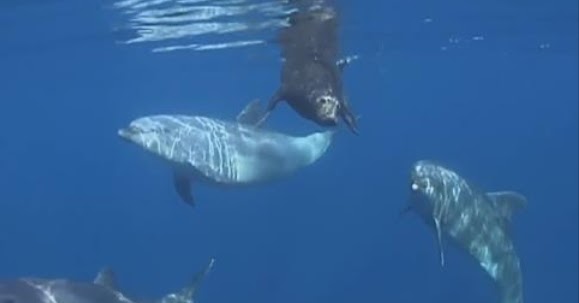 White Wolf : Dolphins Save Seal Cub From Drowning And Help Him Find Its ...