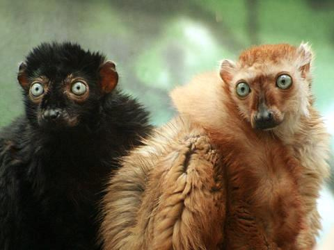 Evolutionary Vertebrate Zoology: Evoluční specialisti na planetě ...