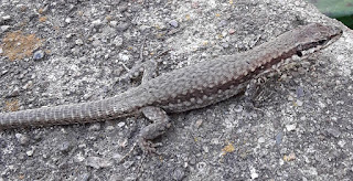 Pinehaven - Farmersville, Ohio: The Lazarus Lizards