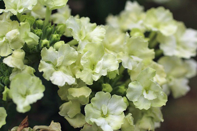 Bloomingwriter: Gardening in Nova Scotia: It's easy loving green...flowers!