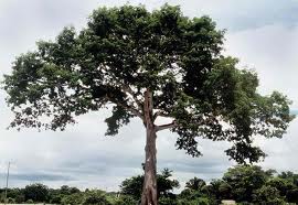 Ecuador Maravilloso: Árbol de Ecuador