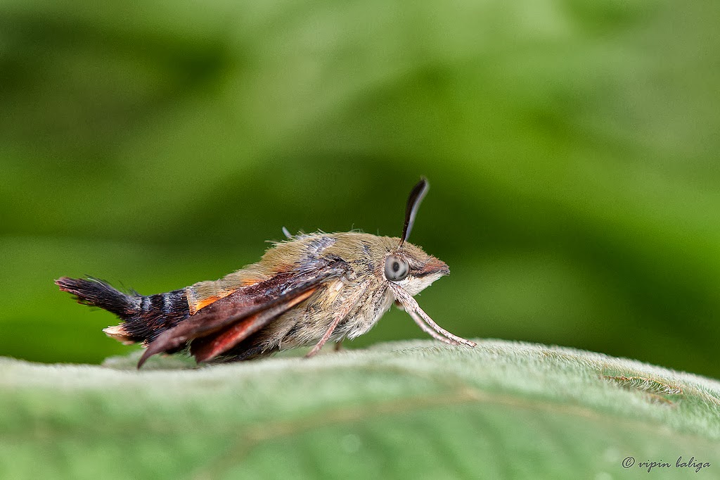 Species of UK: Week 30: Hummingbird Hawk-moth (‘Macroglossum stellatarum’)