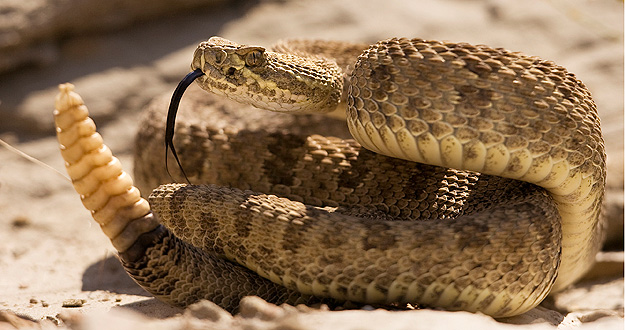 Ofidico: Crotalus Basiliscus