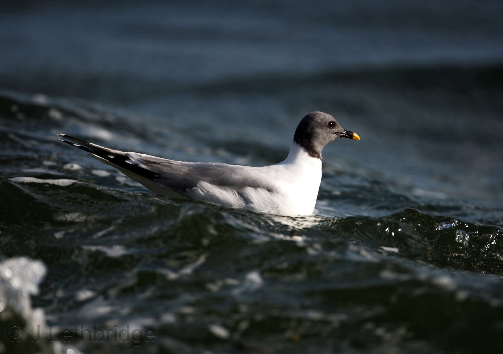 Wanstead Birder: Vagrant juvenile Little Bittern marries adult Sabine's ...