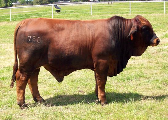 The Sapi Metal Singosari mBoyolali: Sapi Sapi Metal Boyolali