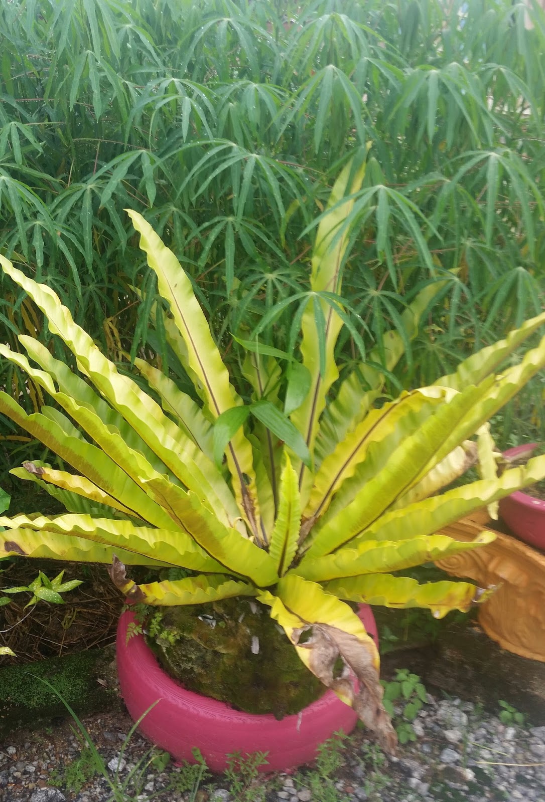 Warisan Petani: Pokok Paku Langsuir.